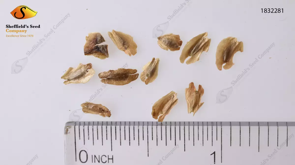 Taiwania cryptomerioides - Conifer,Tree,Web page Navigation - Chinese ...