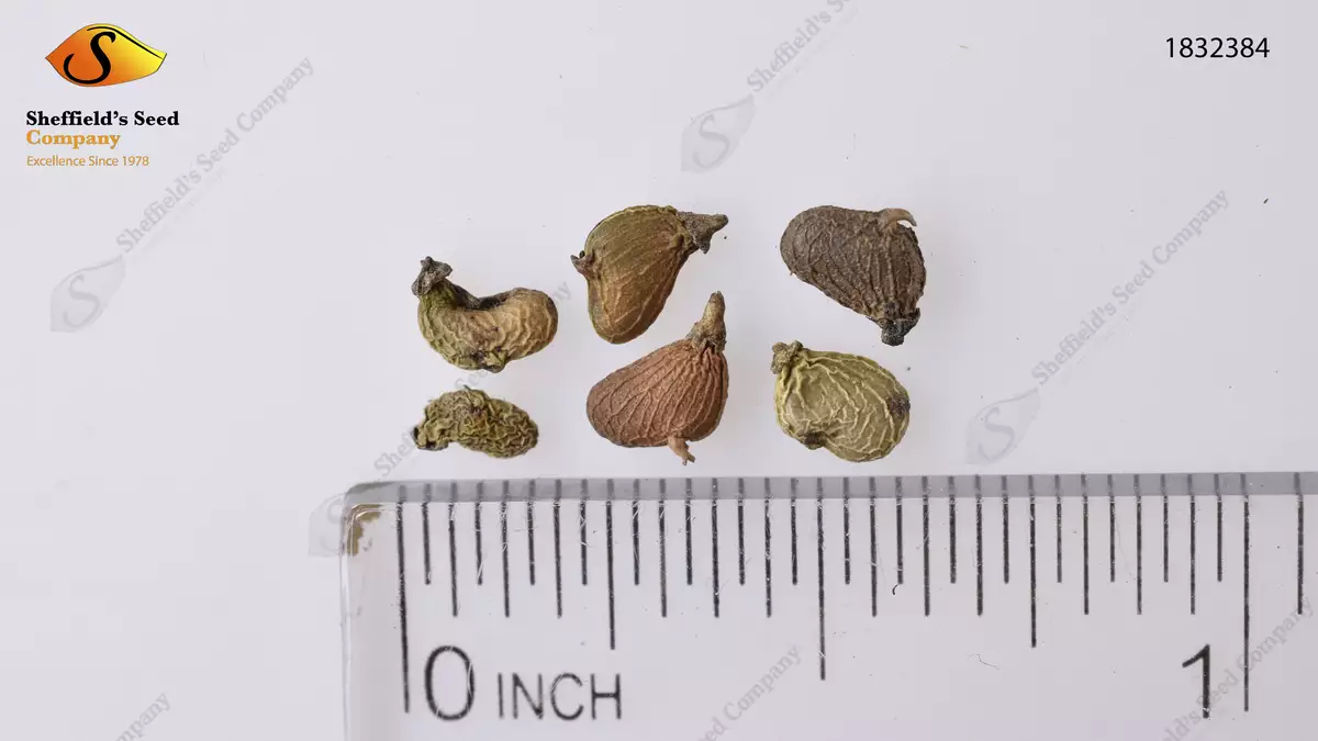 Sheffield's Seed Company