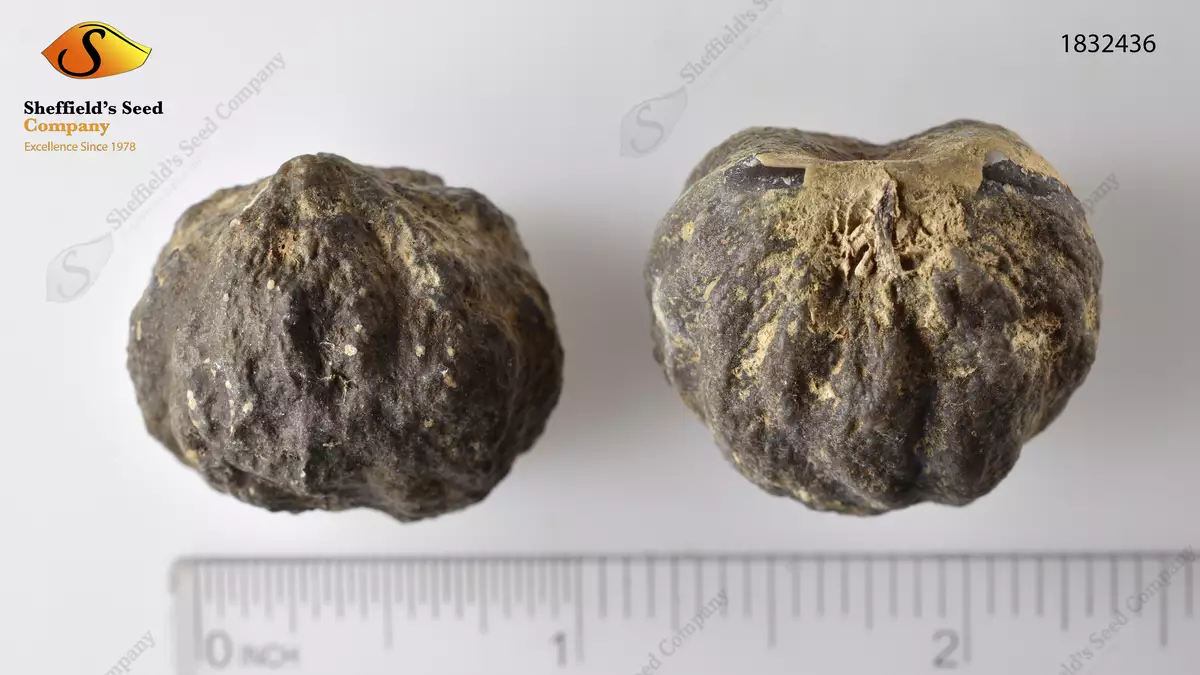 Aleurites moluccana - Web page Navigation - Candlenut Tree, Indian ...