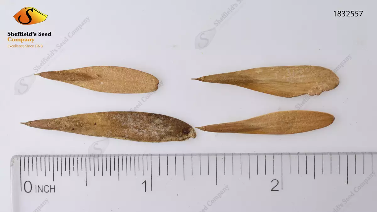 Fraxinus uhdei - Hardwood,Tree,Web page Navigation - Evergreen Ash ...