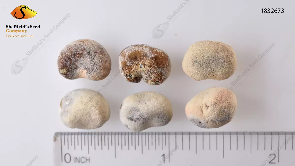 Adansonia digitata - Tree,Web page Navigation - Baobab, Cream of tartar ...