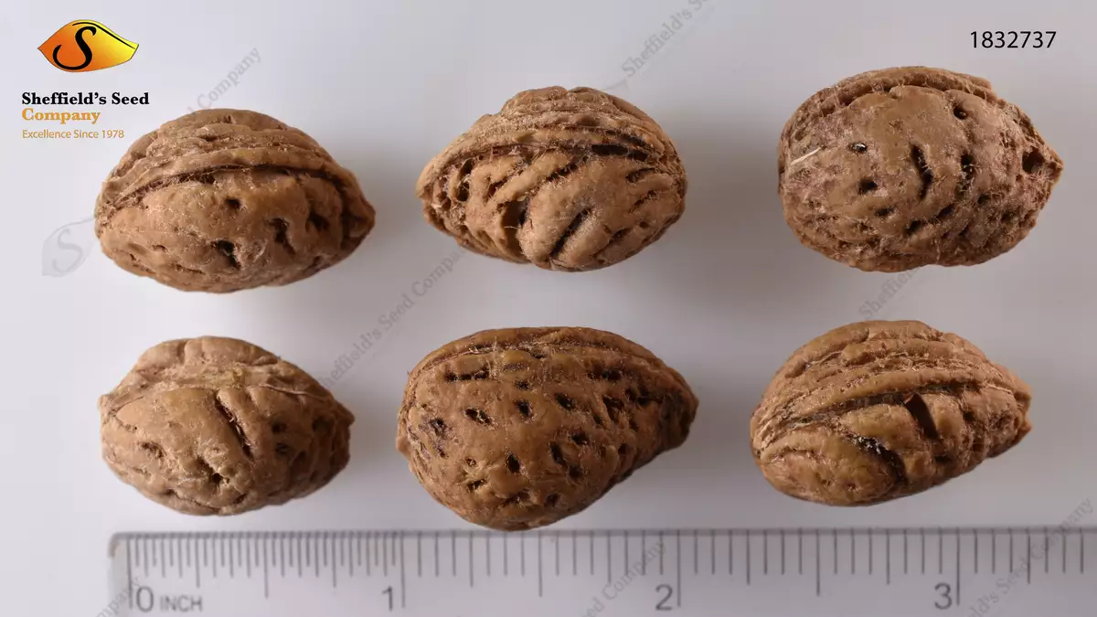 Peach Seed Premium Photo | Broken Peach Seed With A Kernel On White