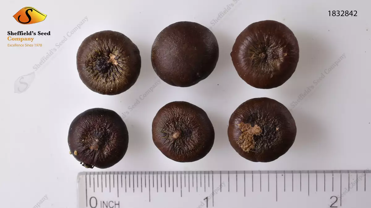 Sabal mexicana - Palm,Tree,Web page Navigation - Mexican Palmeto, Rio ...