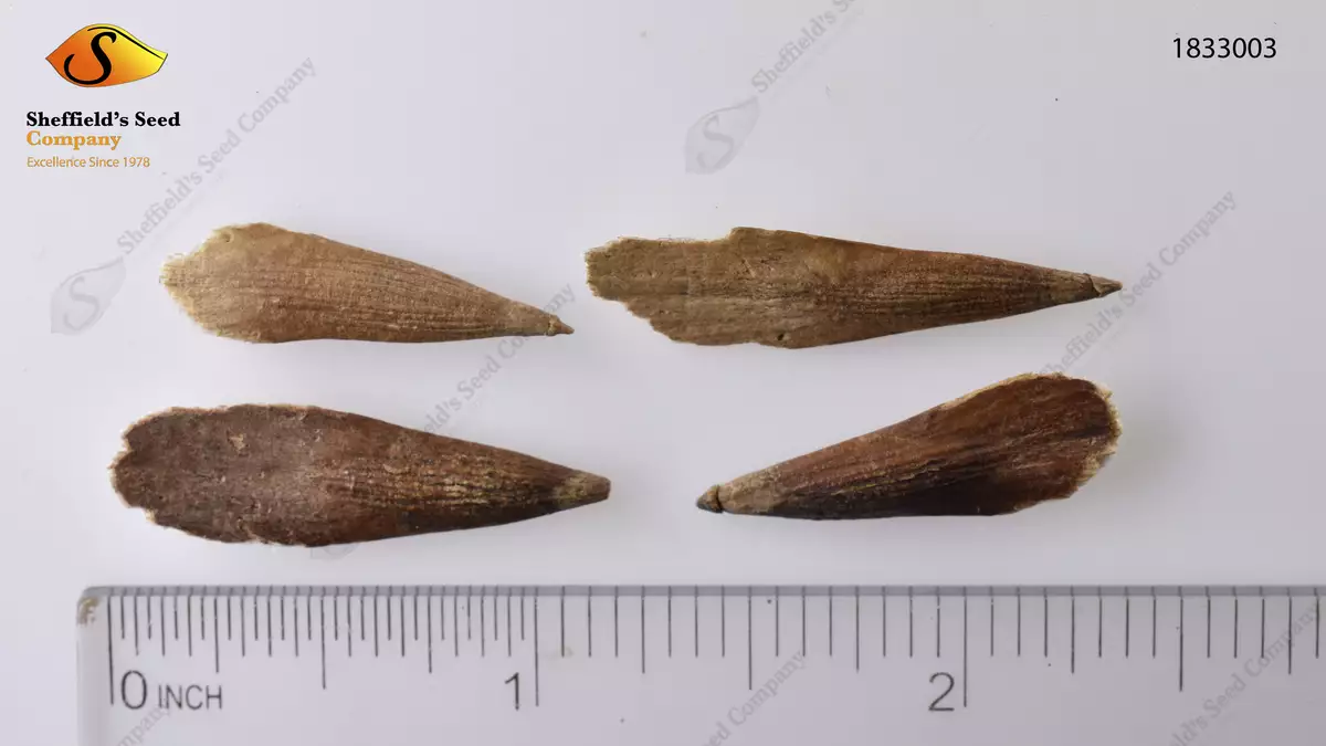 Fraxinus profunda - Hardwood - Pumpkin Ash