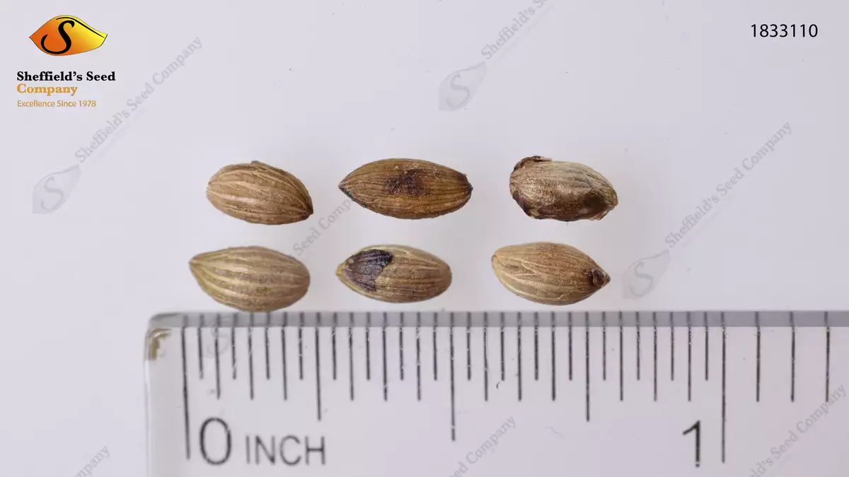 Forestiera pubescens - Shrub - Desert olive, Stretchberry