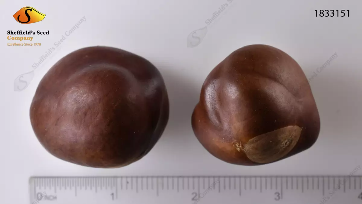 Aesculus pavia Northern - Deciduous,Flowering Tree - Firecracker Plant ...