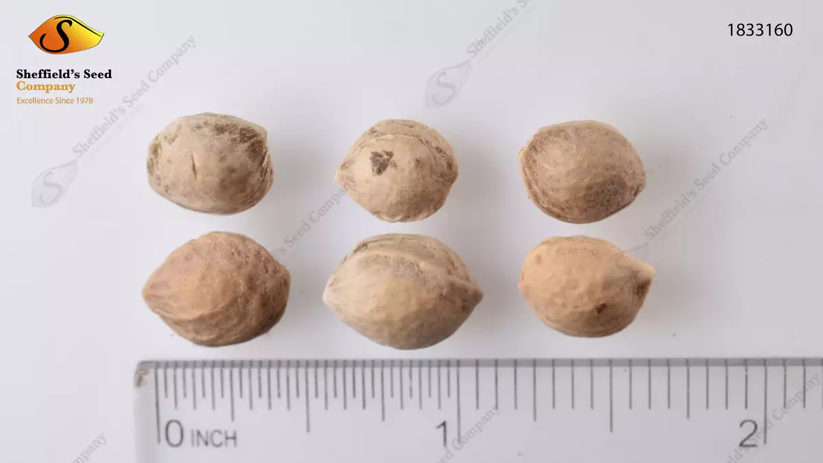 Prunus angustifolia - Flowering Tree - Chickasaw Plum, Sand Plum ...