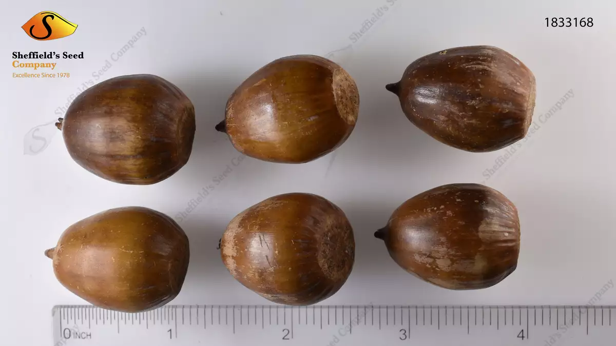 Quercus michauxii - Hardwood - Cow Oak, Swamp Chestnut Oak