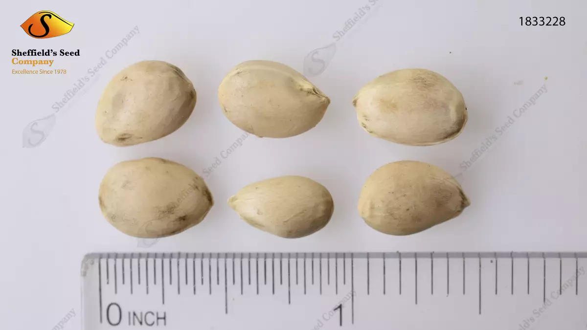 Poncirus trifoliata Flying Dragon - Web page Navigation - Flying Dragon ...