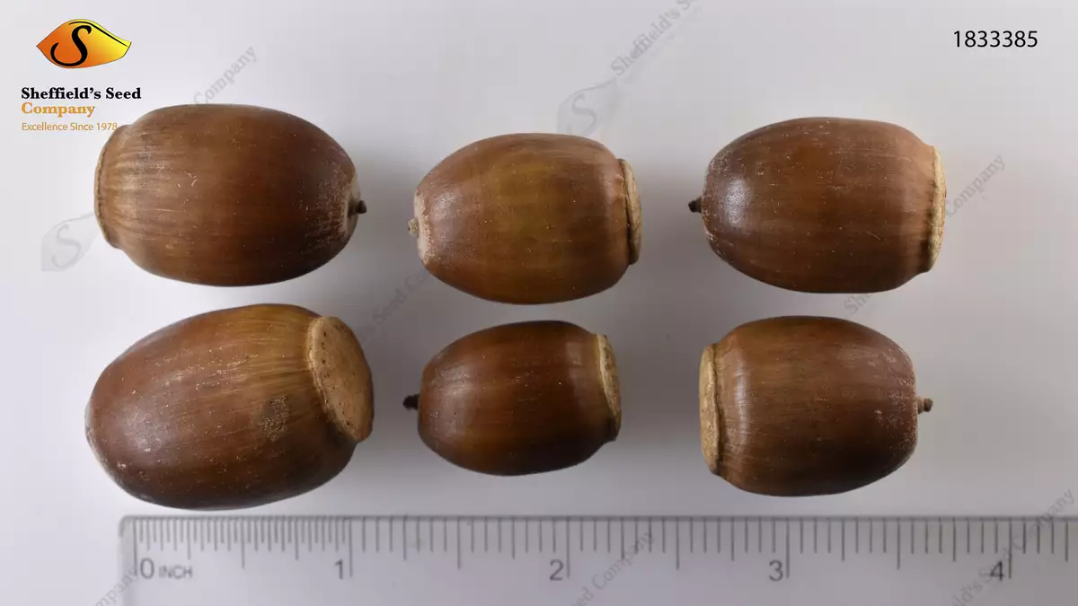 Quercus bicolor - Hardwood - Swamp White Oak
