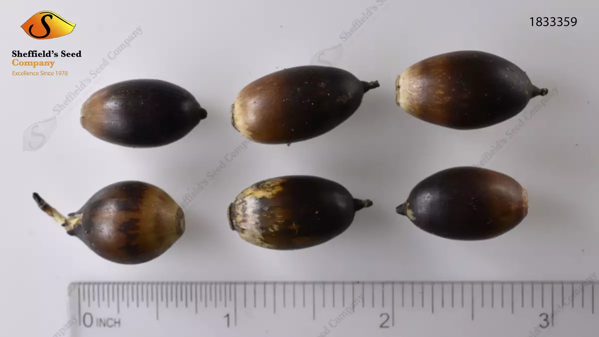Quercus fusiformis - Hardwood,Tree,Web page Navigation - Escarpment ...