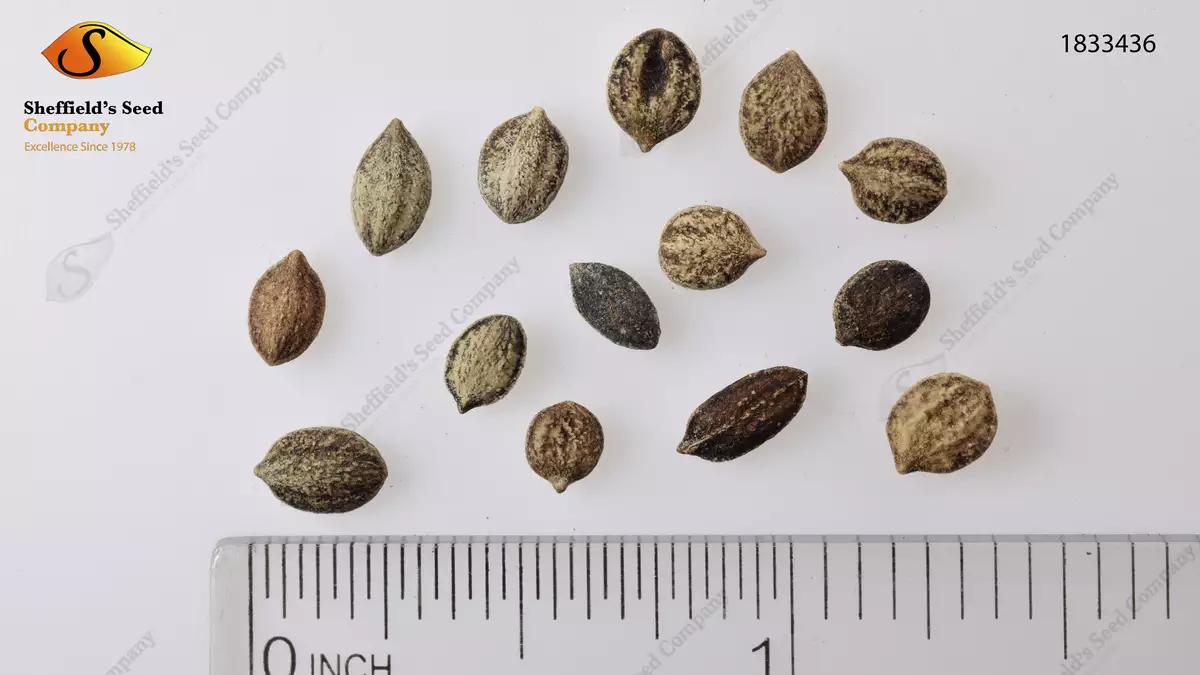 Viburnum cassinoides clean seed - Shrub - Possumhaw, Wild Raisin, Withe Rod