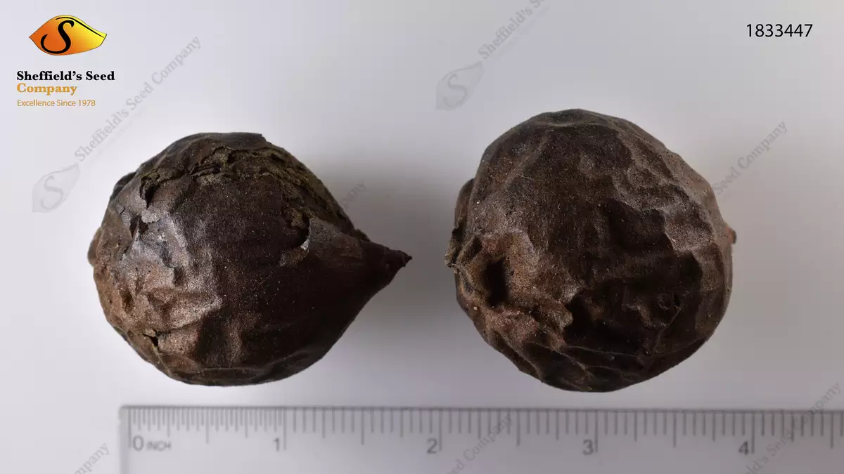 Juglans hindsii - Edible Fruit/Nuts,Fruits - Claro Walnut, Hinds Black ...