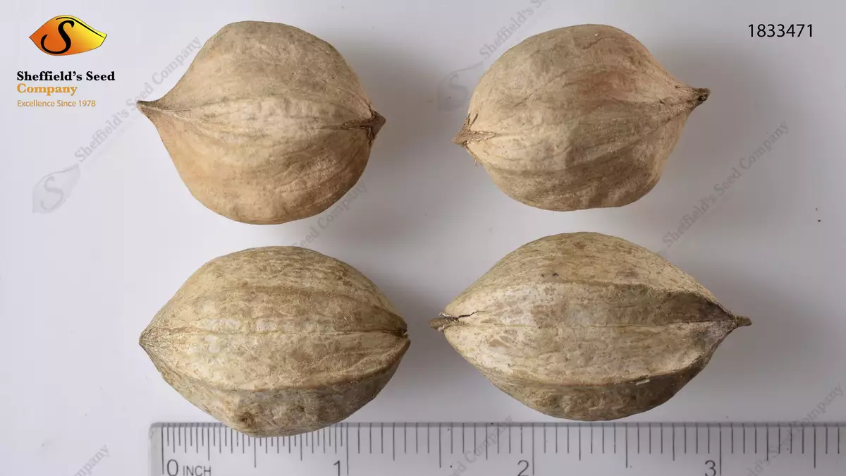 Carya ovata Northern - Deciduous,Hardwood,Shade Tree - Shagbark Hickory