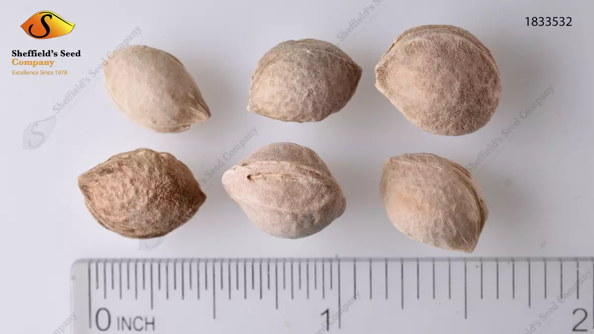 Prunus hortulana - Web page Navigation - Hortulan Plum, Wild Goose Plum