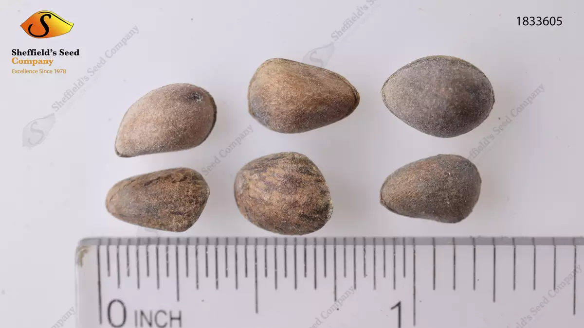 Sheffield's Seed Company