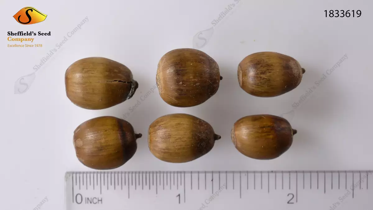 Quercus stellata - Hardwood - Post Oak