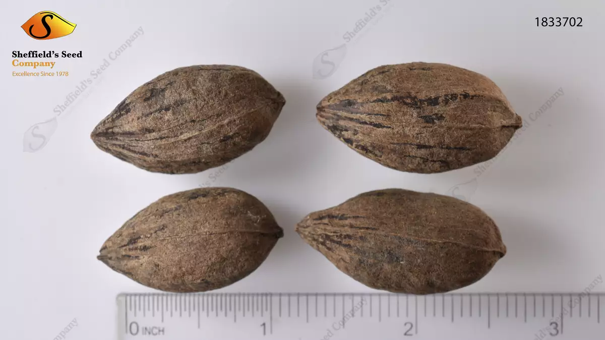 Carya aquatica var. X Illinoensis - Deciduous,Edible Fruit/Nuts,Fruits ...