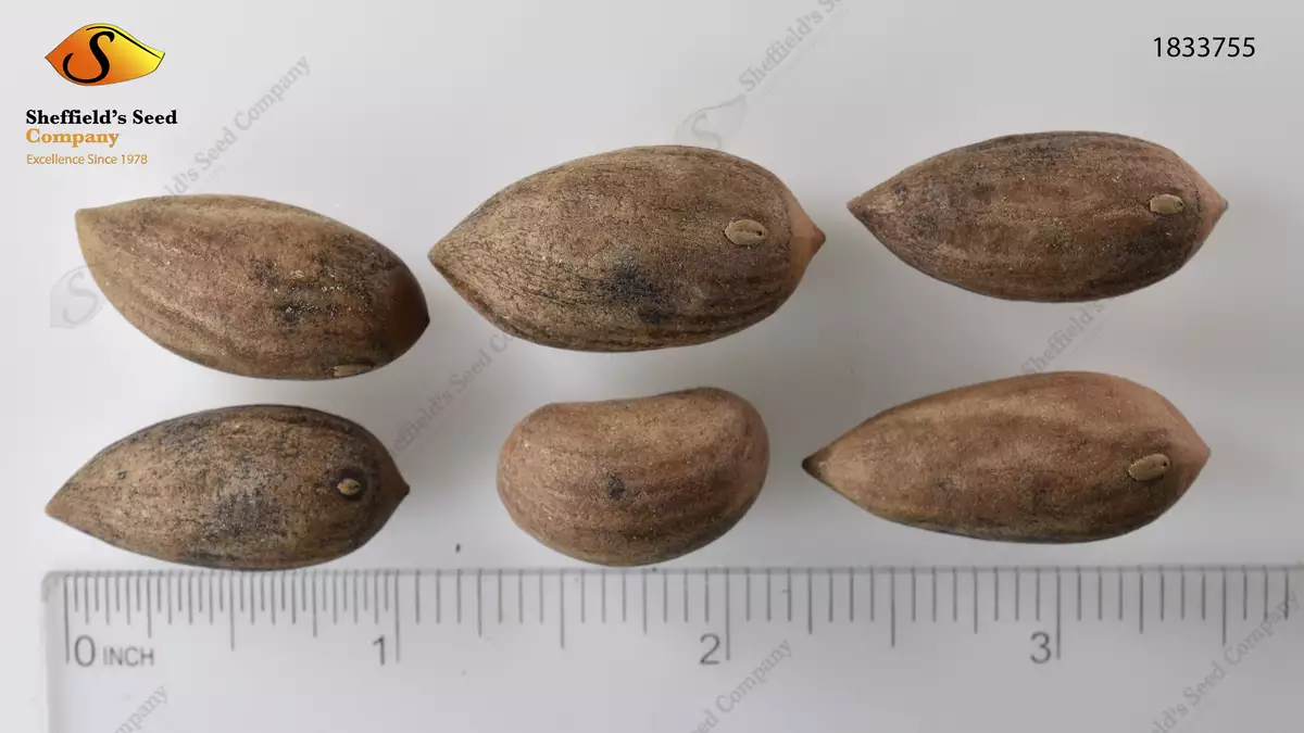 Torreya grandis - Web page Navigation - Chinese Nutmeg Tree, Chinese ...