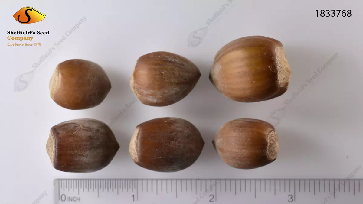 Corylus avellana - Deciduous,Edible Fruit/Nuts,Fruits - Common Filbert ...