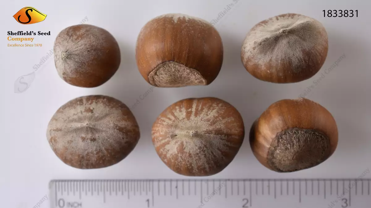 Corylus avellana - Deciduous,Edible Fruit/Nuts,Fruits - Common Filbert ...