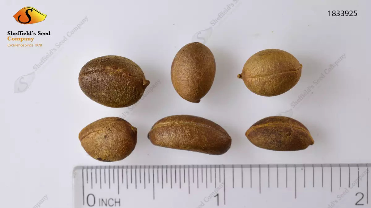 Diospyros rhombifolia - Common Bonsai,Edible Fruit/Nuts,Fruits,Tree,Web ...