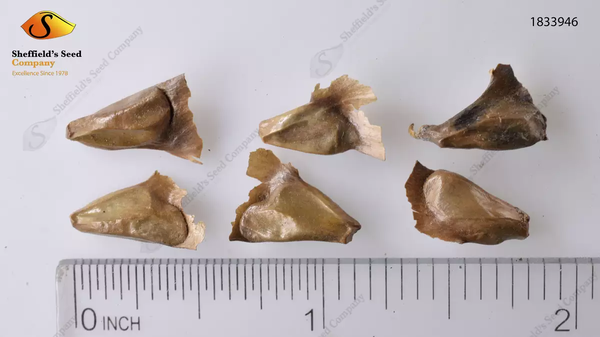 Abies bornmuelleriana Kongsora - Web page Navigation - Kongsora ...