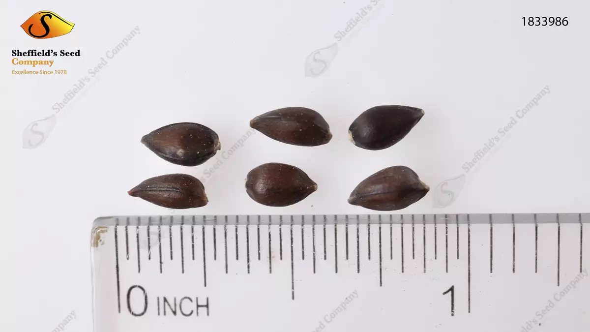 Ephedra viridis - Medicinal Herbs,Shrub - Brigham Tea, Green Ephedra ...