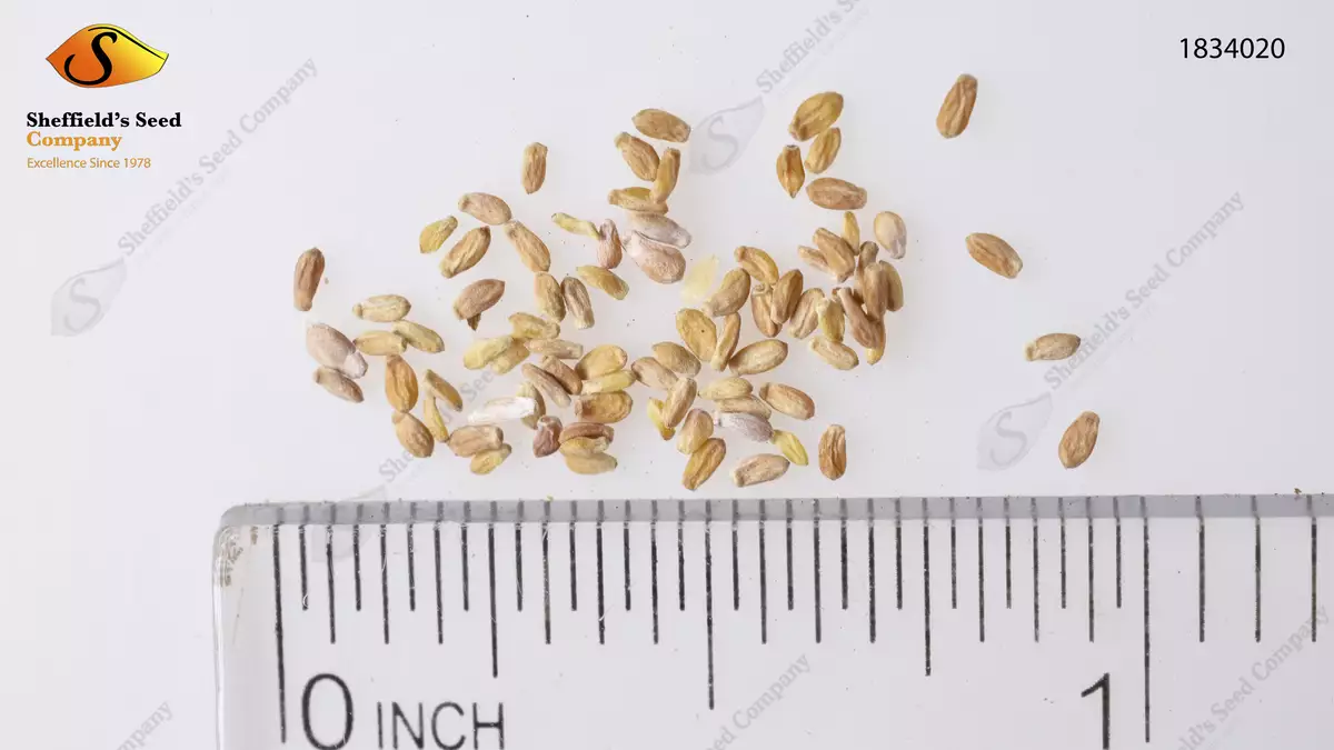 Populus trichocarpa - Deciduous,Medicinal Herbs - Black Cottonwood ...