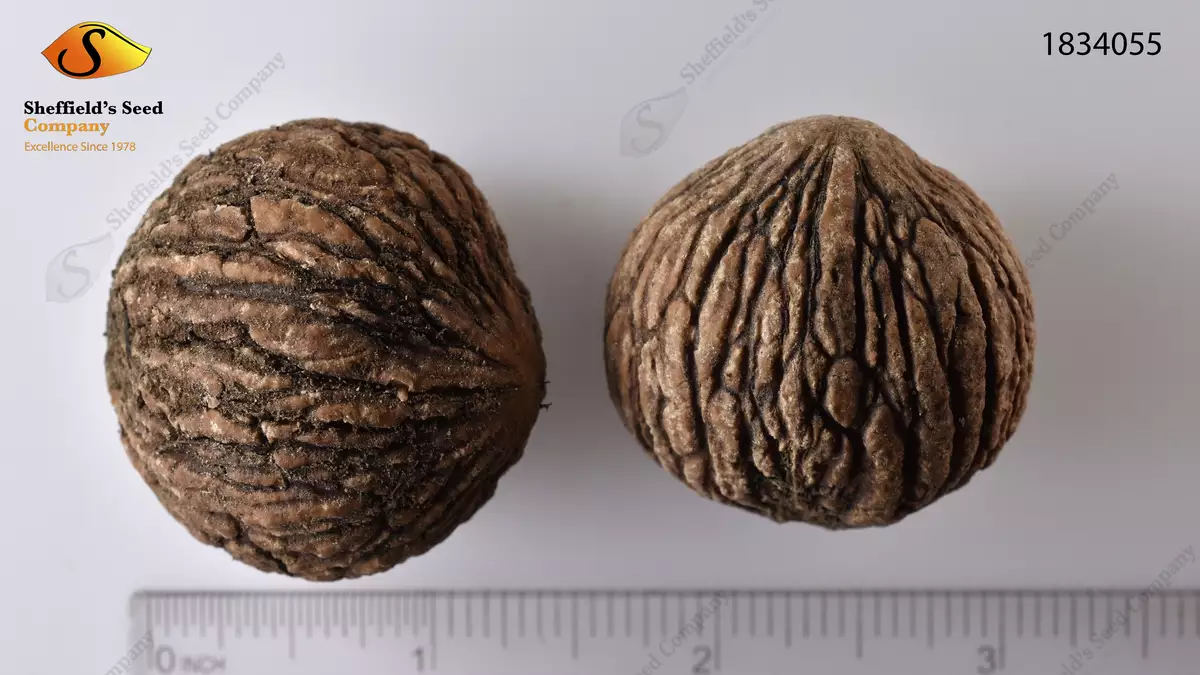 Juglans nigra Southern - Deciduous,Edible Fruit/Nuts,Fruits,Hardwood,Shade Tree - Black Walnut ...