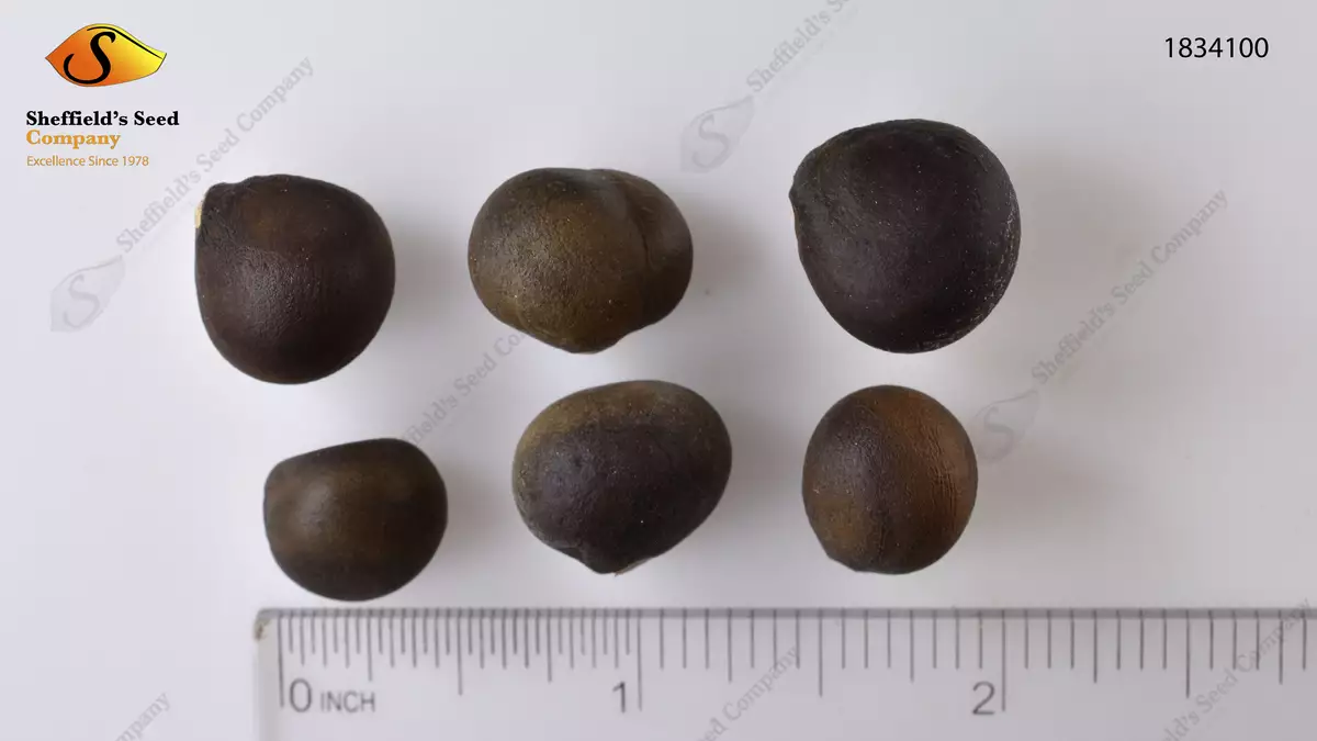 Xanthoceras sorbifolium - Shrub - Yellowhorn