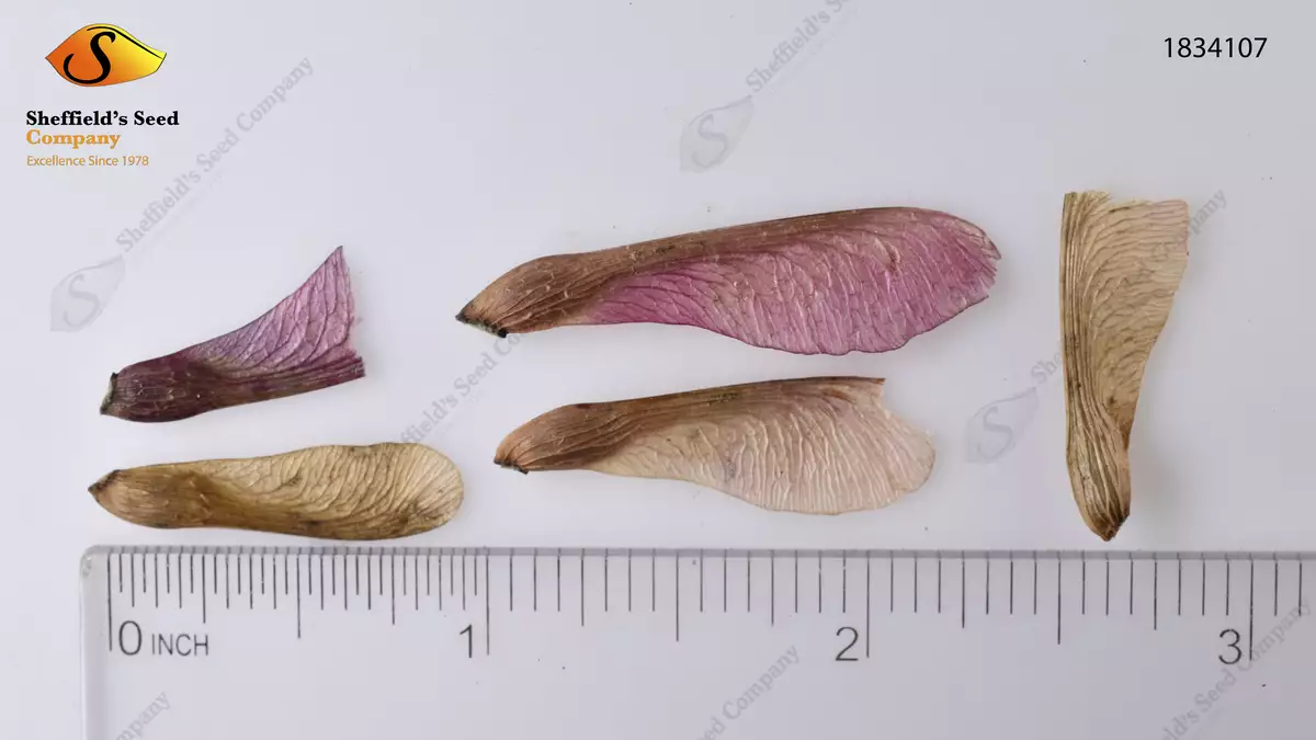 Acer rubrum var. drummondii - Hardwood - Drummond Red Maple, Drummond's ...