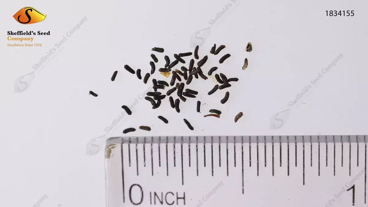 Hypericum prolificum - Shrub,Web page Navigation - Shrubby St. Johnswort