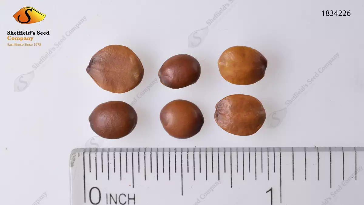 Ziziphus jujuba var. spinosa - Edible Fruit/Nuts,Fruits,Medicinal Herbs ...