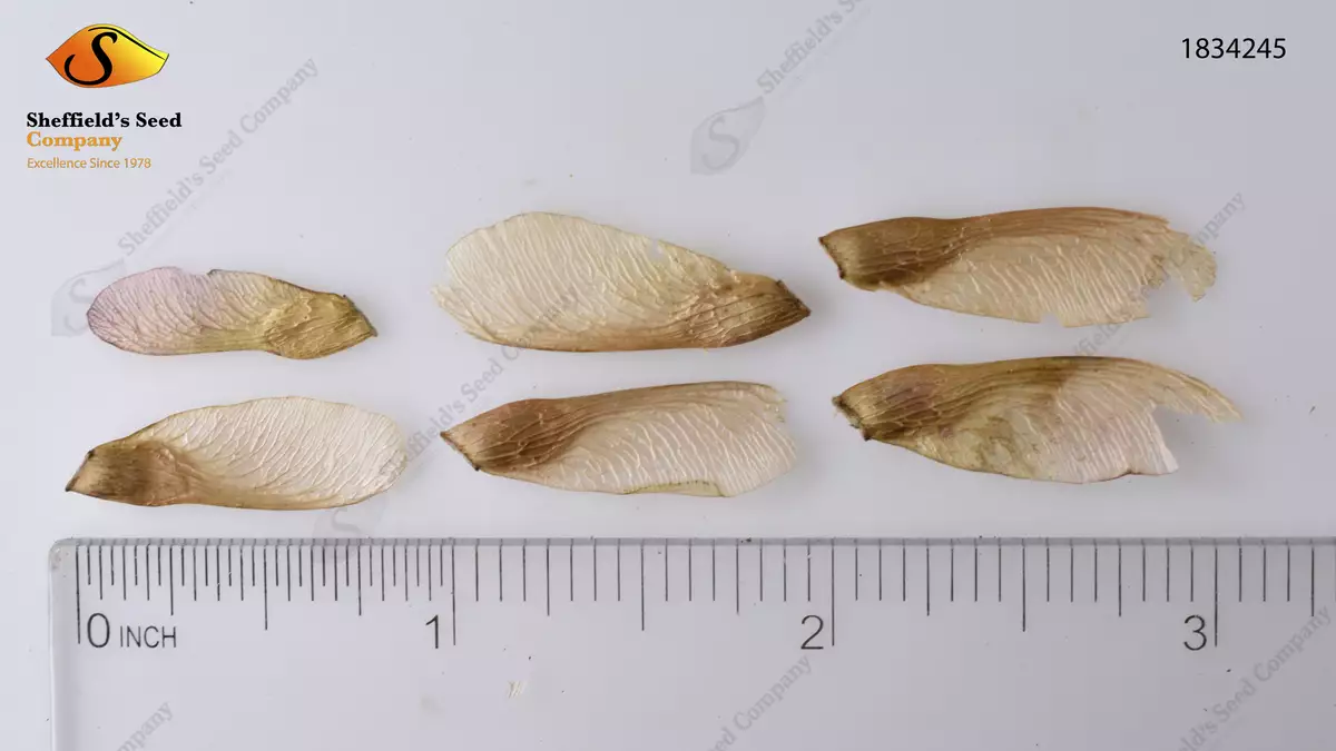 Acer rubrum var. Selected Varieties winged seed - Common Bonsai ...