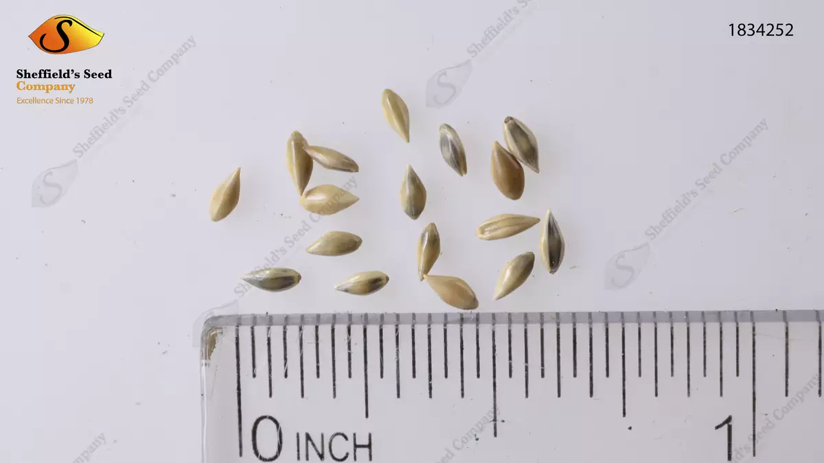 Panicum virgatum 'Forestburg' - Grass,Herbaceous Plants,Web page ...