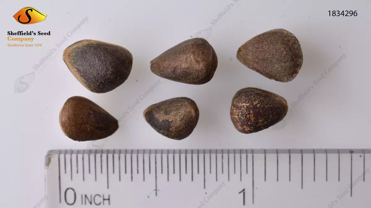 Pinus pumila - Conifer - Dwarf Siberian Pine, Japanese Stone Pine