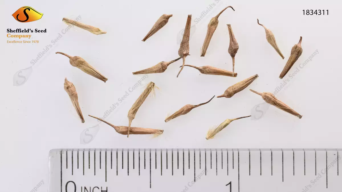 Platanus racemosa - Web page Navigation - California Sycamore, Western ...