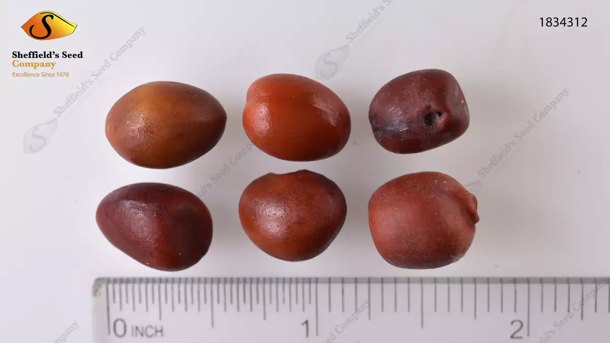 Sophora secundiflora - Flowering Tree - Frijolillo, Frijolito, Mescal ...