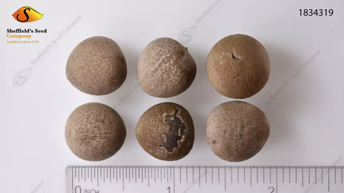 Brahea armata - Palm,Tree,Web page Navigation - Blue Fan Palm, Blue ...