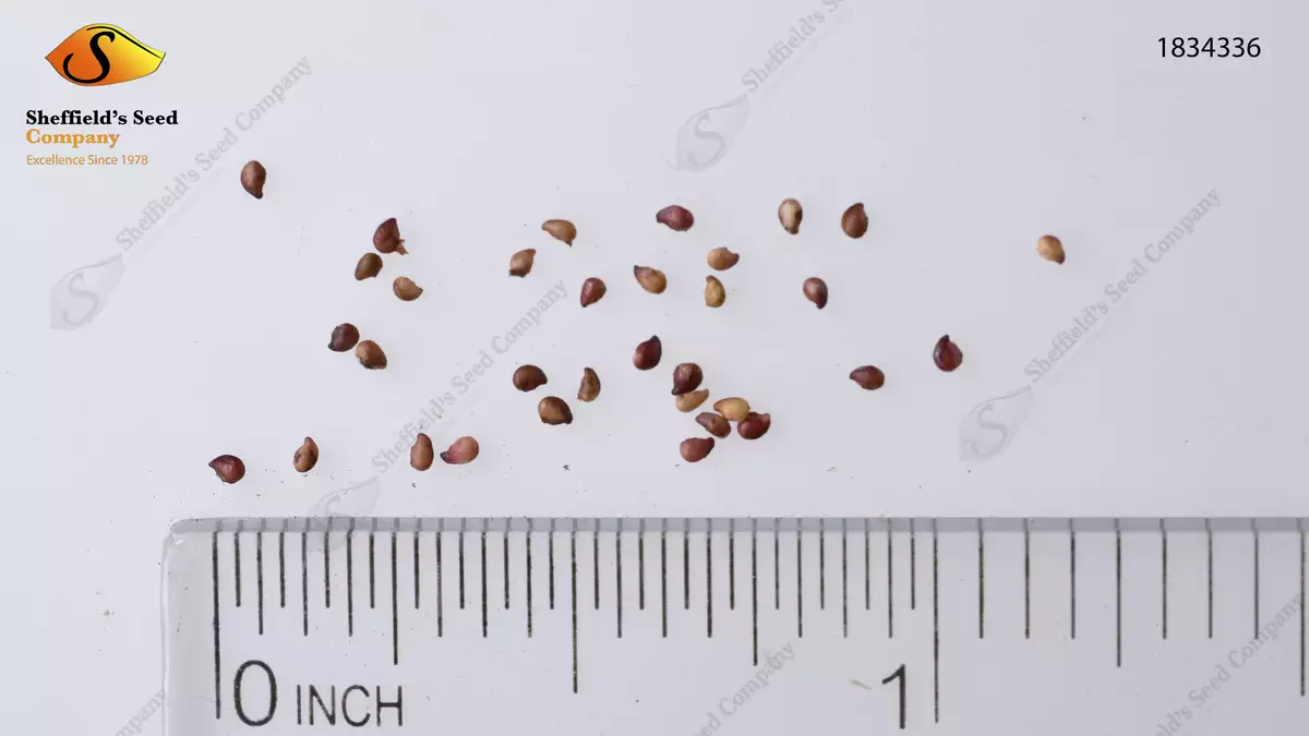 Fragaria vesca - Flower,Herbaceous Plants,Medicinal Herbs,Perennial,Web ...