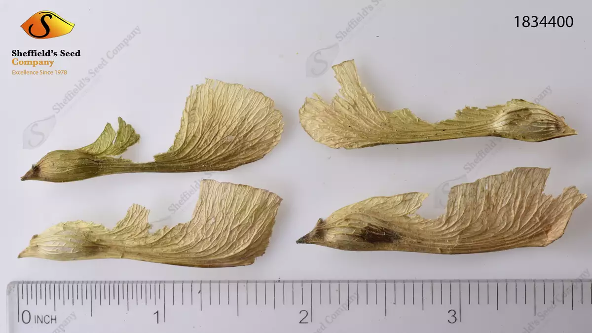 Acer saccharinum - Hardwood - Silver Maple, Soft Maple, Water Maple