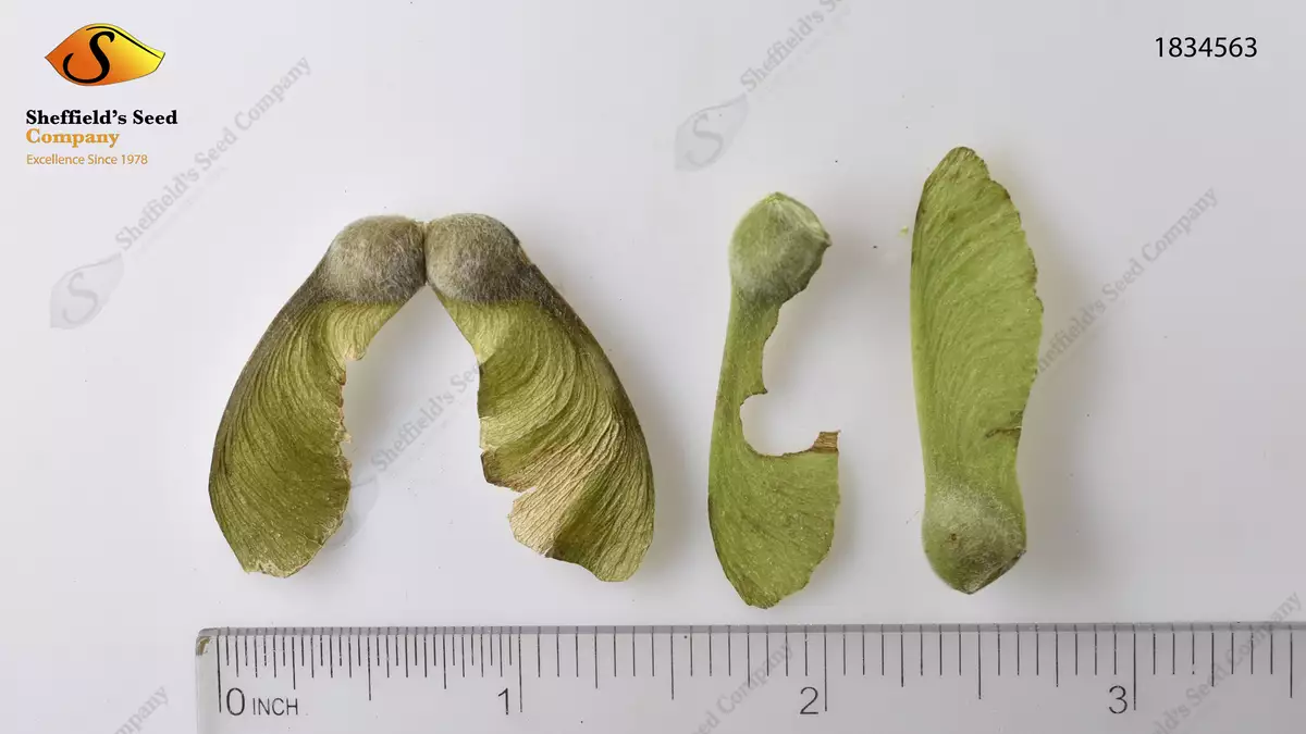 Acer griseum fresh/green seed - Hardwood - Paper Bark Maple, Paperbark ...