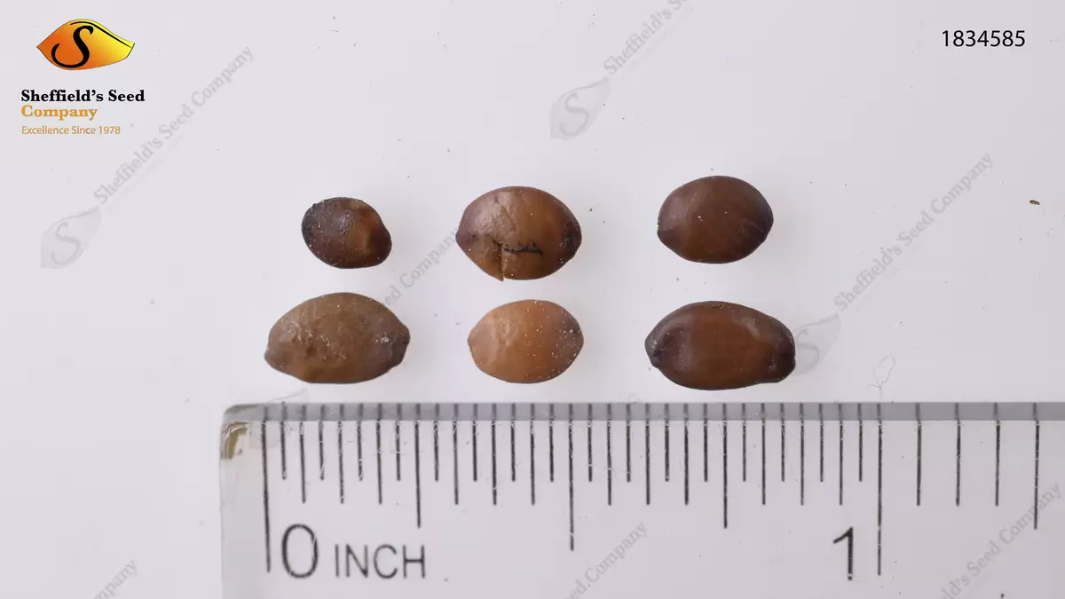 Cercis siliquastrum - Flowering Tree - Judas Tree