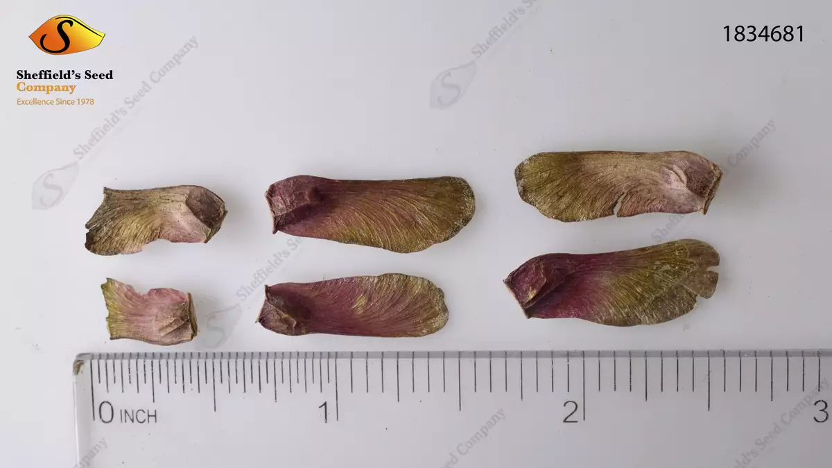 Acer palmatum ssp. matsumurae 'Beni Otake' dry seed - Common Bonsai ...