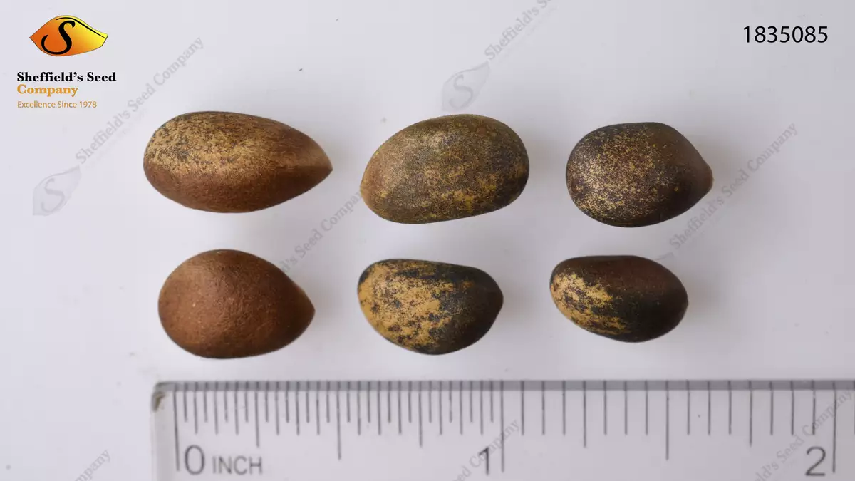 Pinus edulis - Common Bonsai,Conifer,Evergreen Leaves - Colorado Pinyon ...