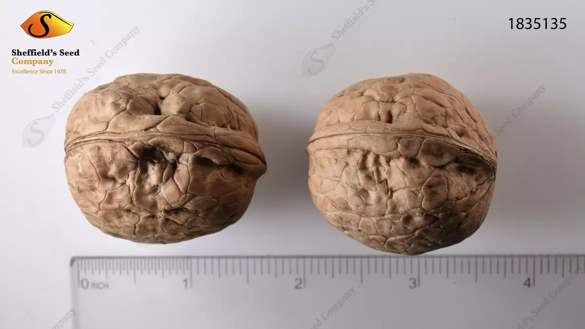 Juglans regia 'Carpathian' - Edible Fruit/Nuts,Fruits - Carpathian ...