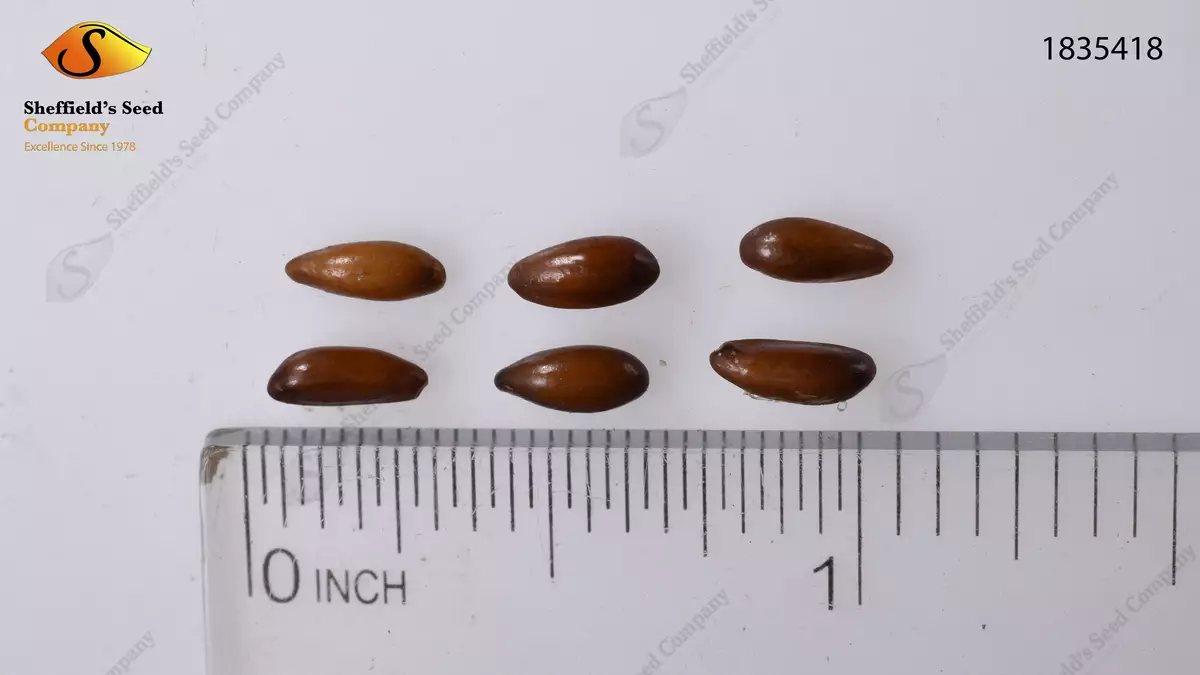 Berberis vulgaris - Medicinal Herbs,Shrub - Common Barberry, European ...