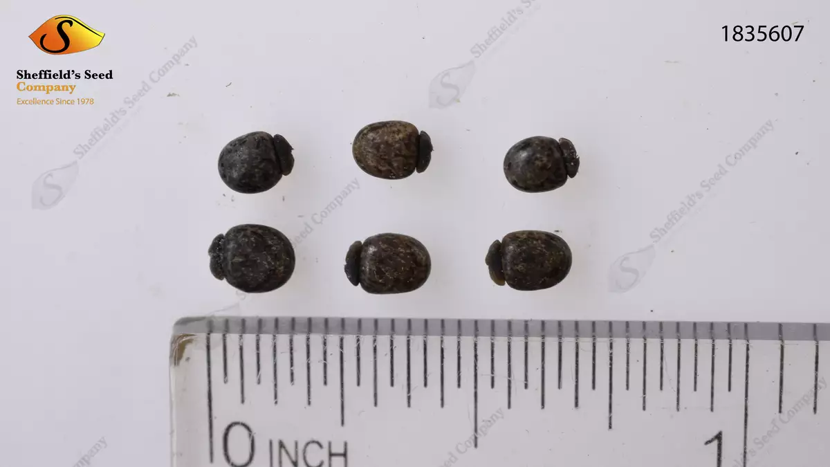 Cajanus scarabaeoides - Web page Navigation - Showy Pigeonpea