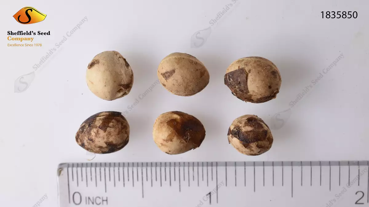 Prunus avium - Edible Fruit/Nuts,Fruits - Gean, Sweet Cherry, Wild Cherry